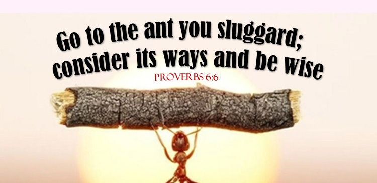 Bro Andrew Richard Devotion: Go to the Ant. Grace Ministry Mangalore